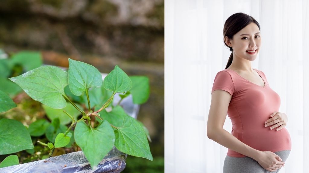 Bầu 3 tháng đầu có được ăn rau diếp cá không? Cần lưu ý gì?