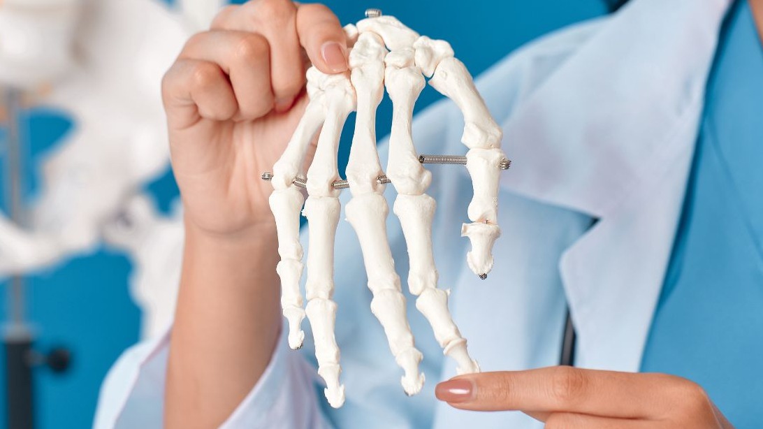 Chi tiết xương giải phẫu bàn tay và những gân cơ bàn tay