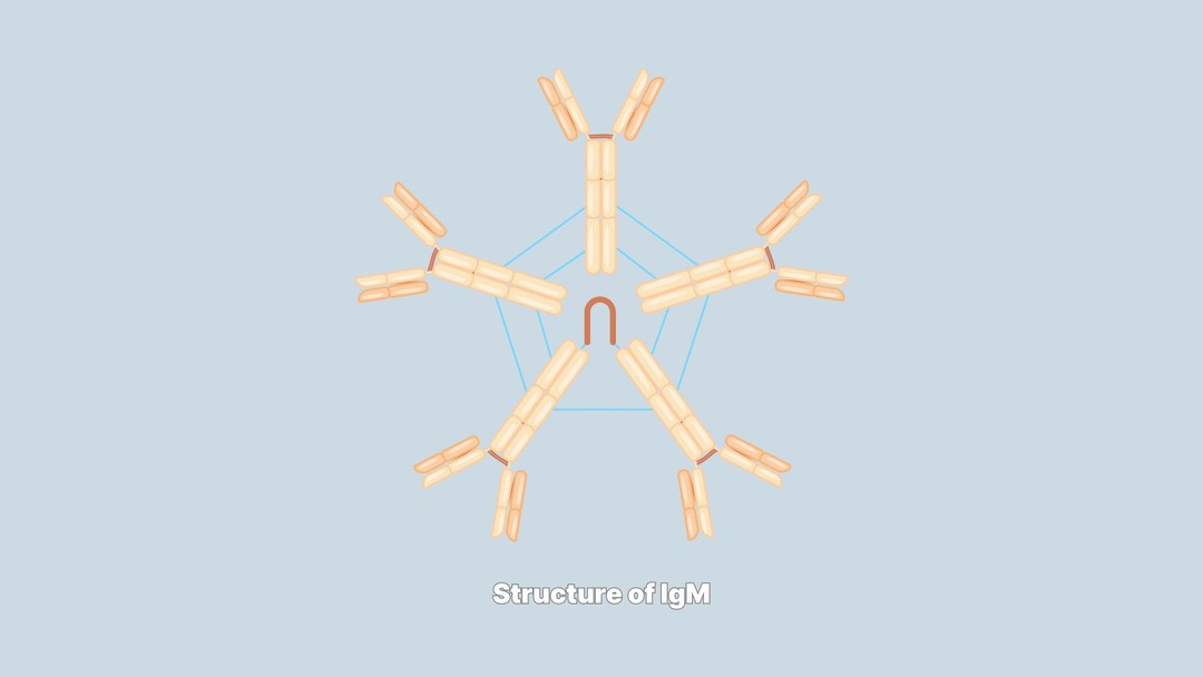 Kháng thể IgM là gì? Ý nghĩa của xét nghiệm IgM?