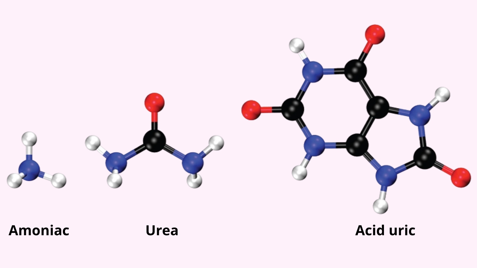Urea là chất gì trong cơ thể? Urea giữ vai trò gì trong vắc xin ...